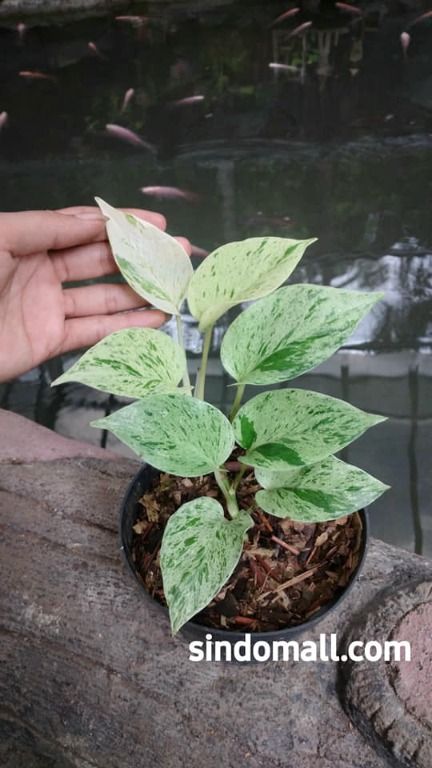 Philodendron Marble Queen R290321-33, Furniture & Home Living, Home ...