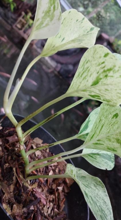 Philodendron Marble Queen R290321-33, Furniture & Home Living, Home ...