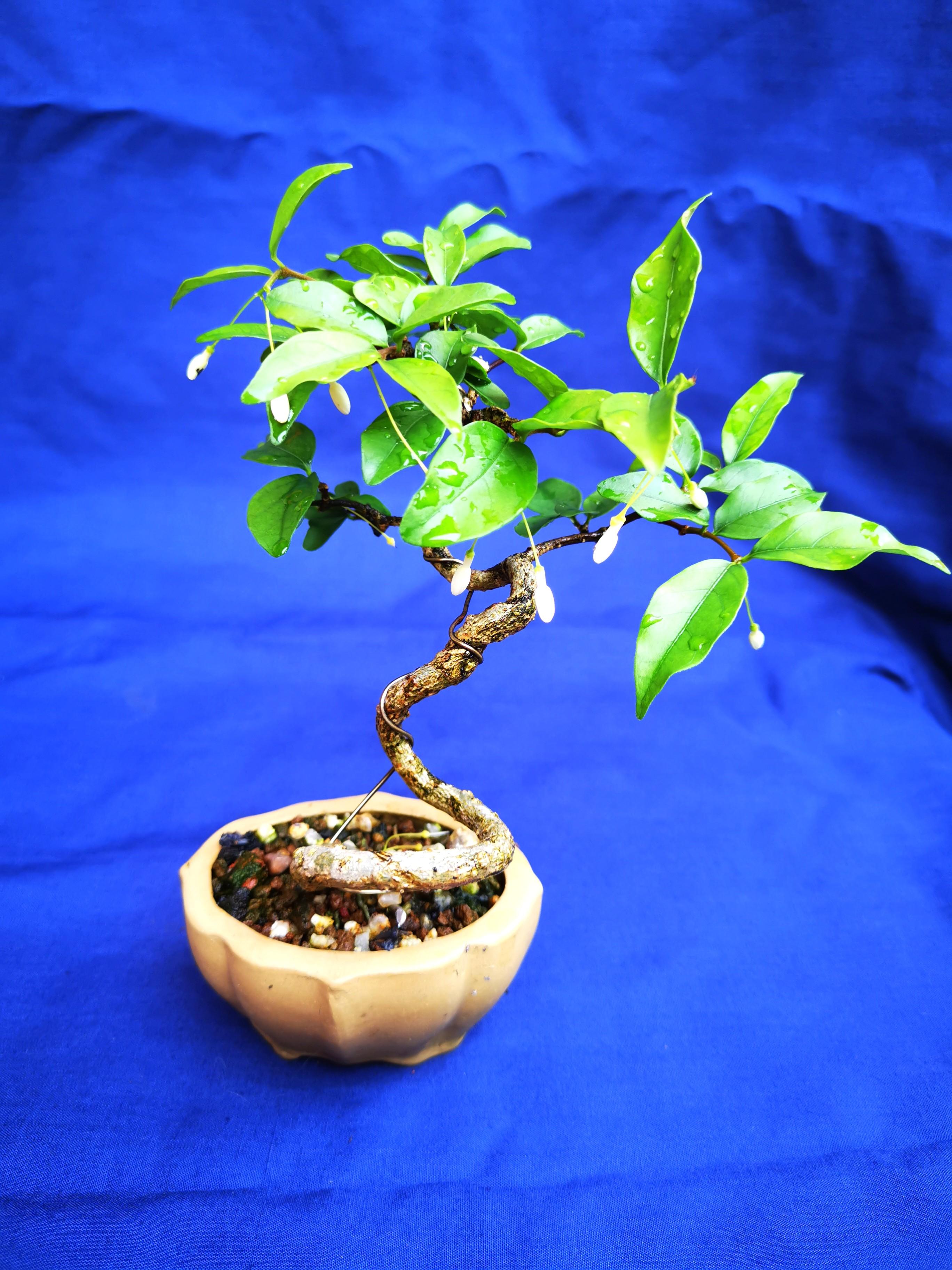 Bonsai mini Shui mei, Furniture & Home Living, Gardening, Plants ...