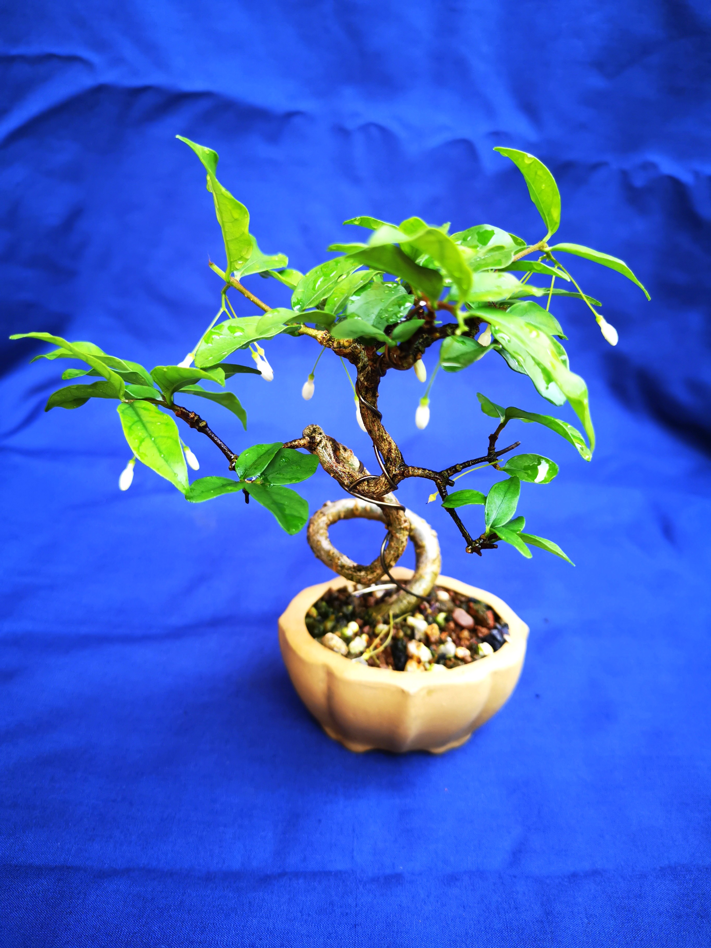 Bonsai mini Shui mei, Furniture & Home Living, Gardening, Plants ...