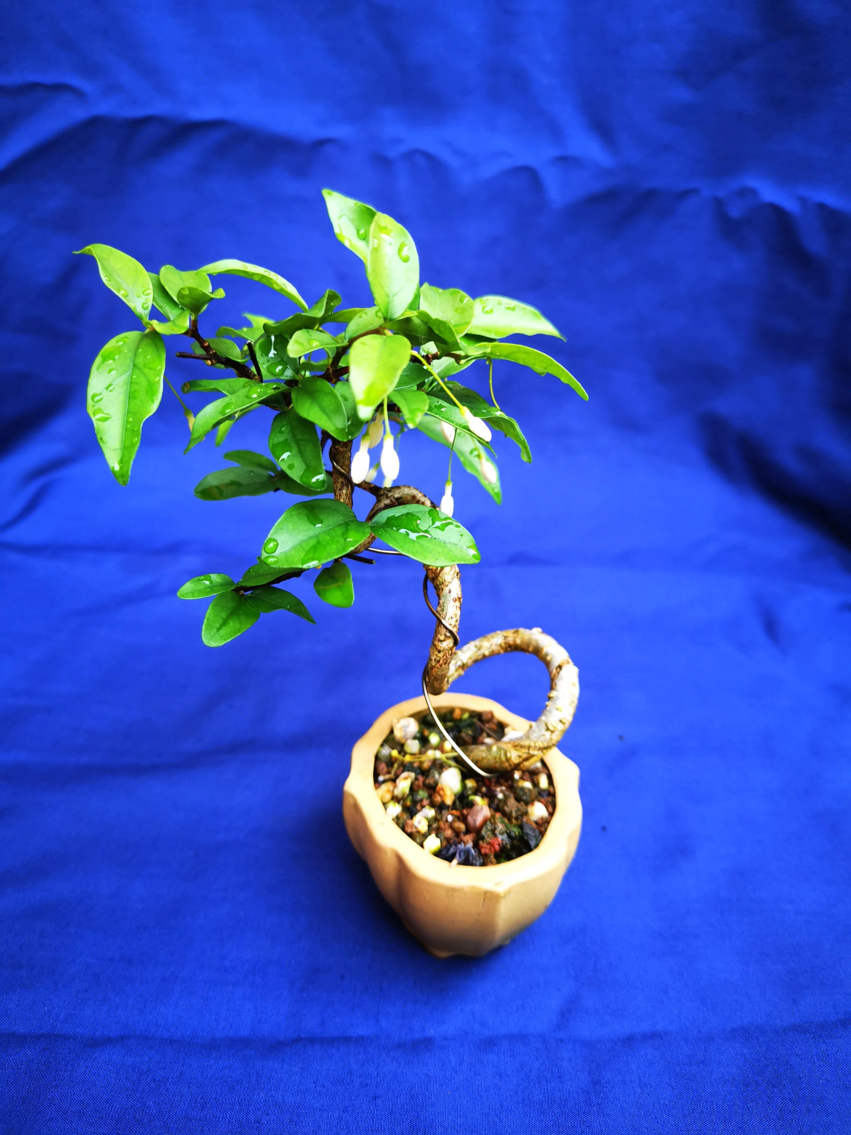 Bonsai mini Shui mei, Furniture & Home Living, Gardening, Plants ...