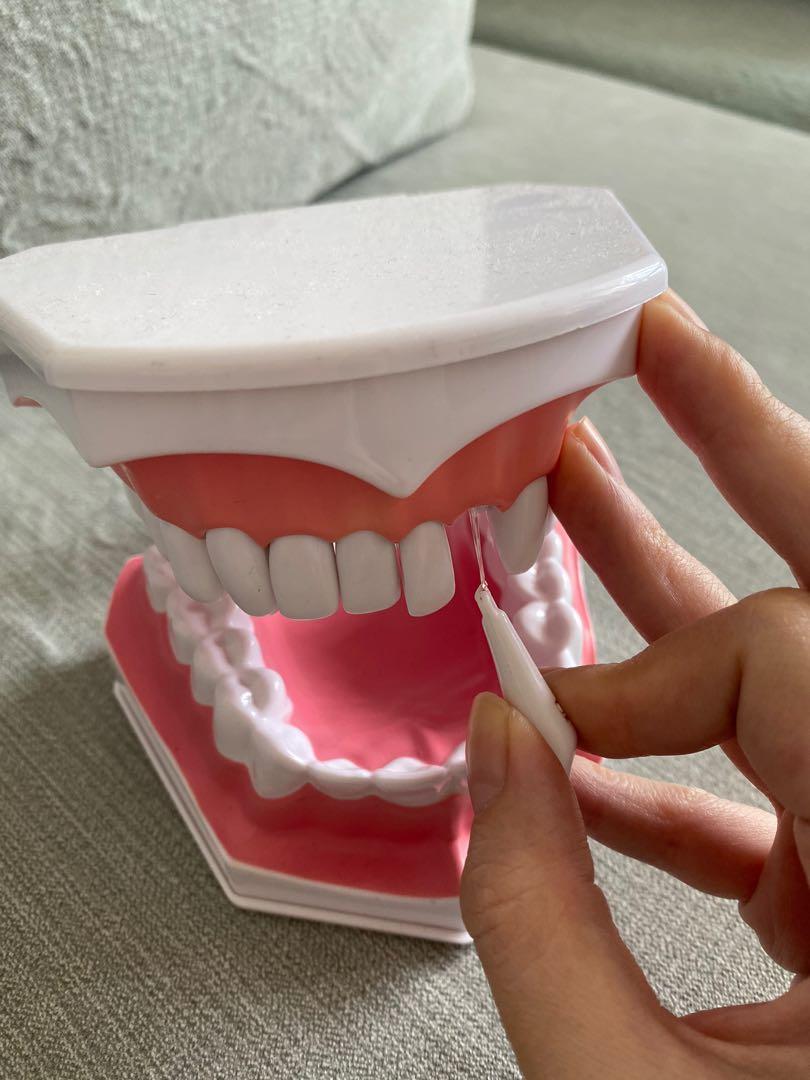 Giant Teeth Model - Teach Brushing, Babies & Kids, Nursing & Feeding ...