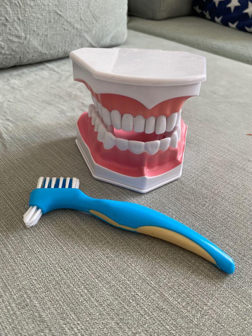 Giant Teeth Model - Teach Brushing, Babies & Kids, Nursing & Feeding ...