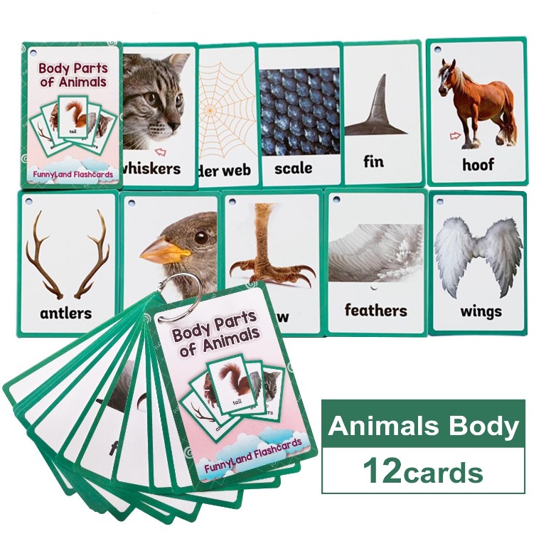 Shape, Colour and Animals Body Parts Flash Cards, Hobbies & Toys, Books ...