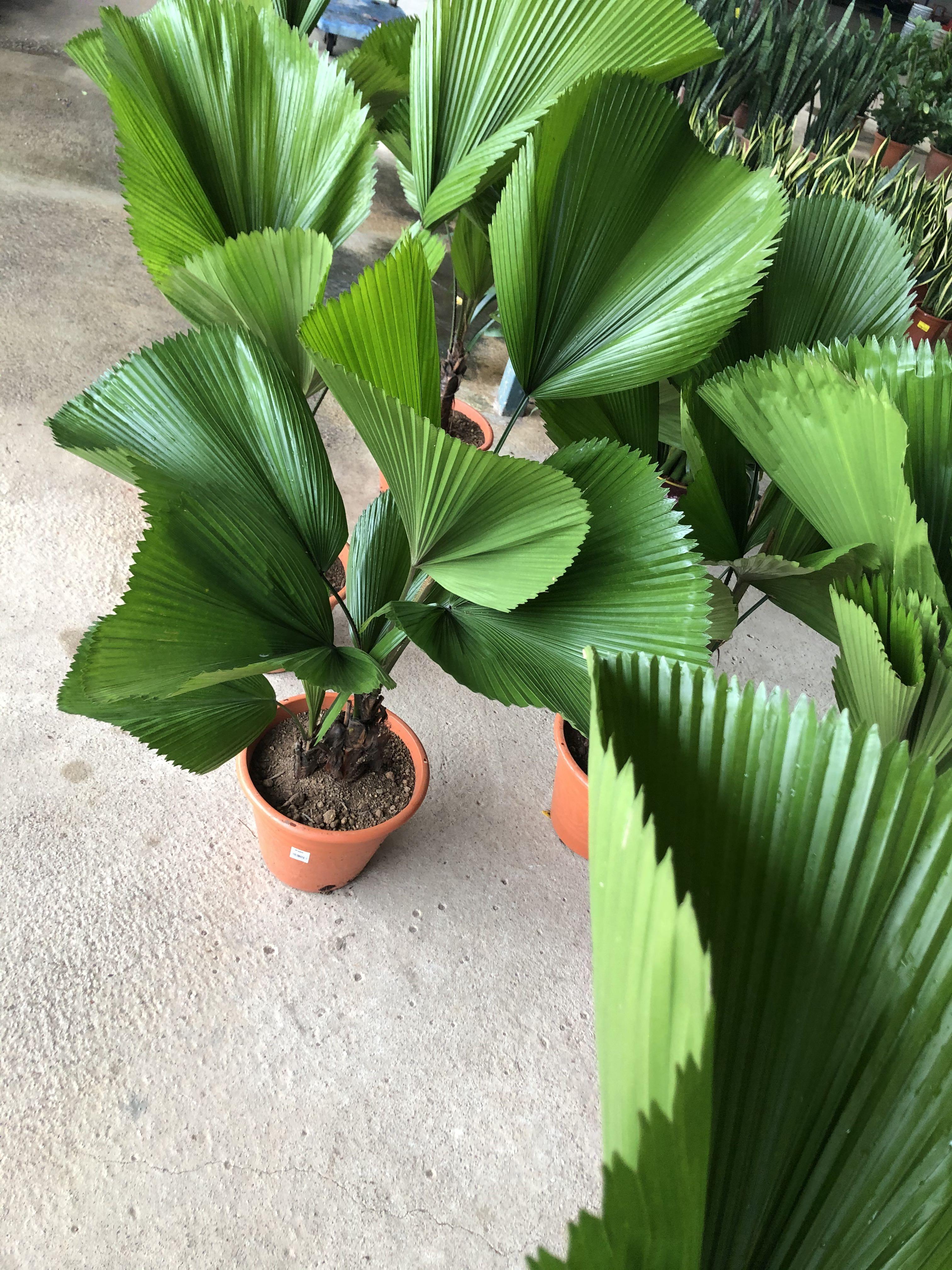 Beautiful Licuala Grandis, Furniture & Home Living, Home Decor ...