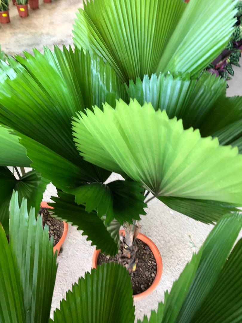 Beautiful Licuala Grandis, Furniture & Home Living, Home Decor ...