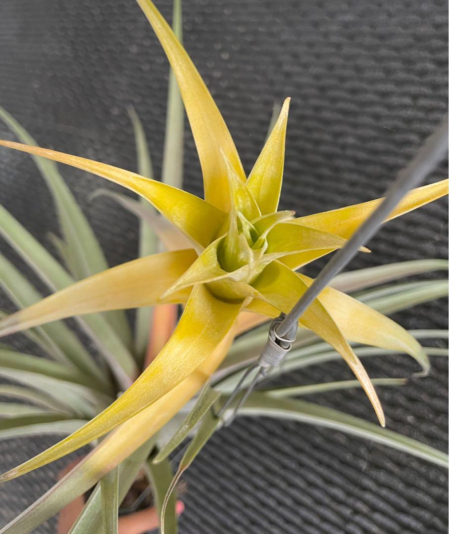 Capitata yellow air plant airplant tillandsia blooming, Furniture ...