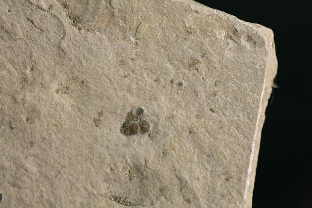 北美早期三葉蟲化石Early Trilobite fossil ! Agnostida 球接子目 標本2隻 入門級特別收藏 , 興趣及遊戲 ...