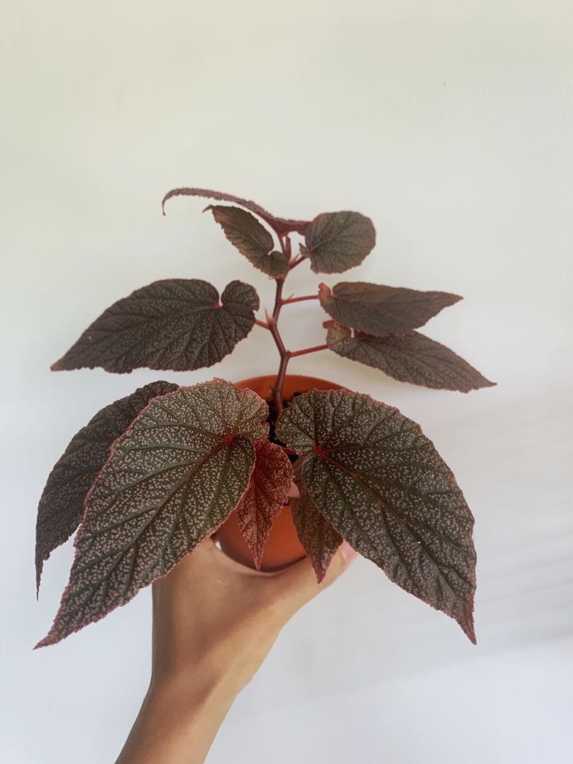 Begonia U062, Furniture & Home Living, Gardening, Plants & Seeds on ...