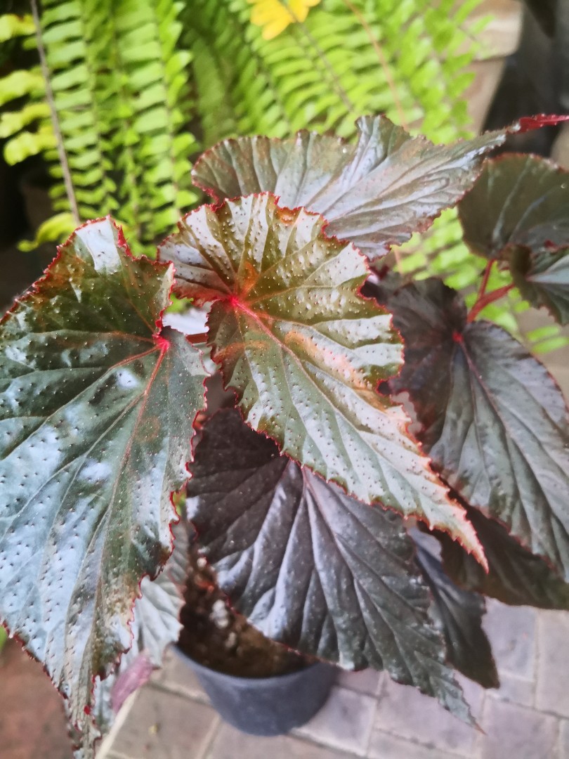 Begonia-Arabian Sunset, Furniture & Home Living, Gardening, Plants ...