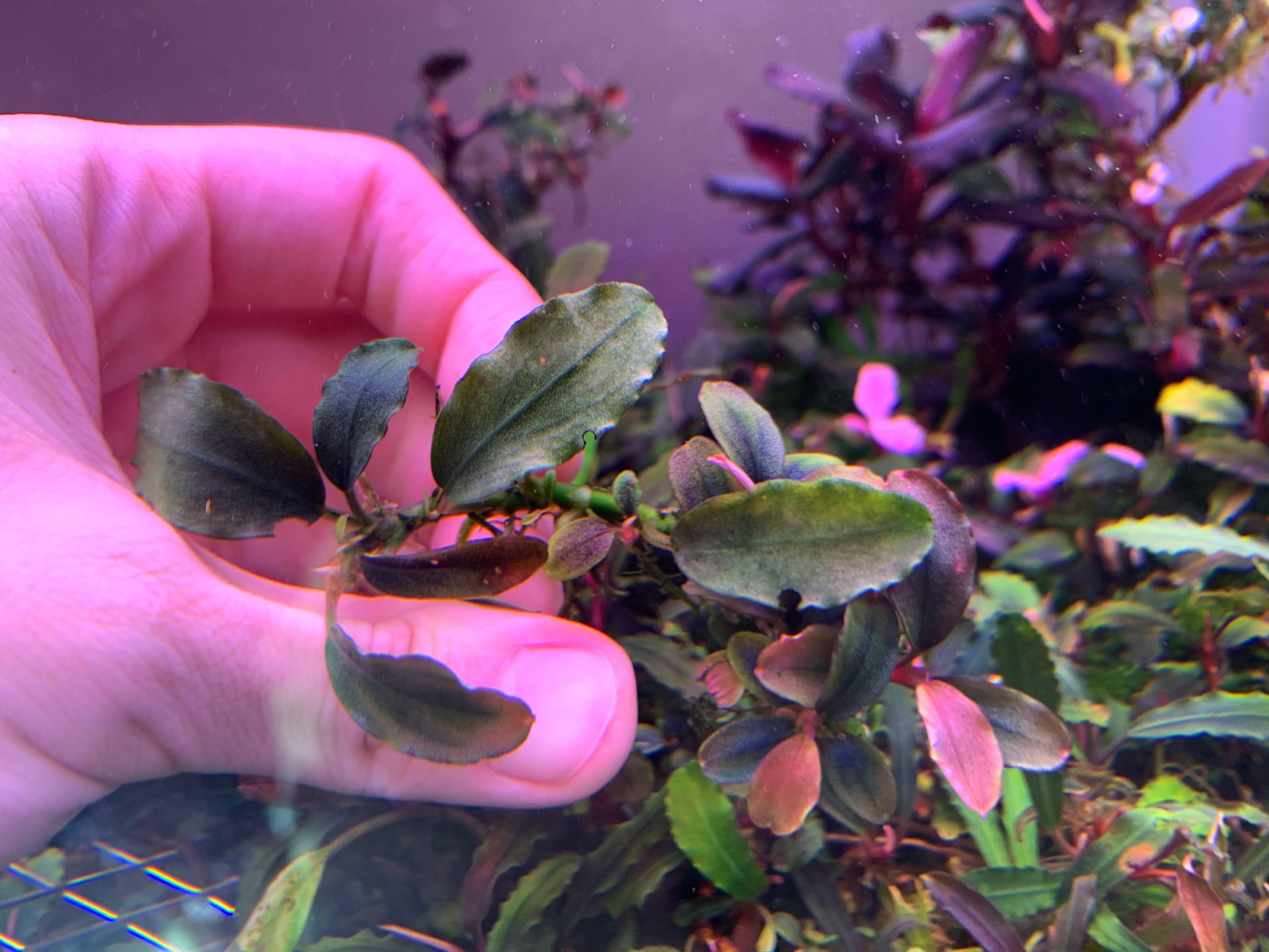 Bucephalandra, Furniture & Home Living, Gardening, Plants & Seeds on ...