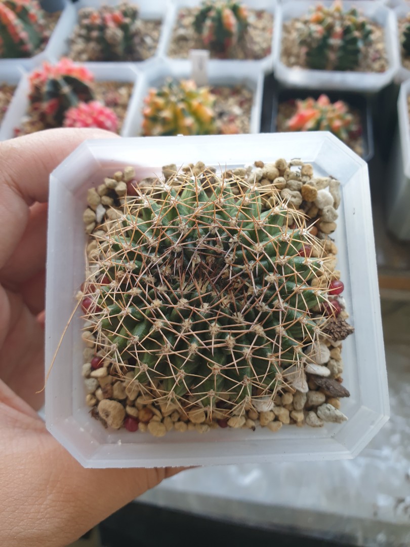Gymno Cristata, Furniture & Home Living, Gardening, Plants & Seeds on ...