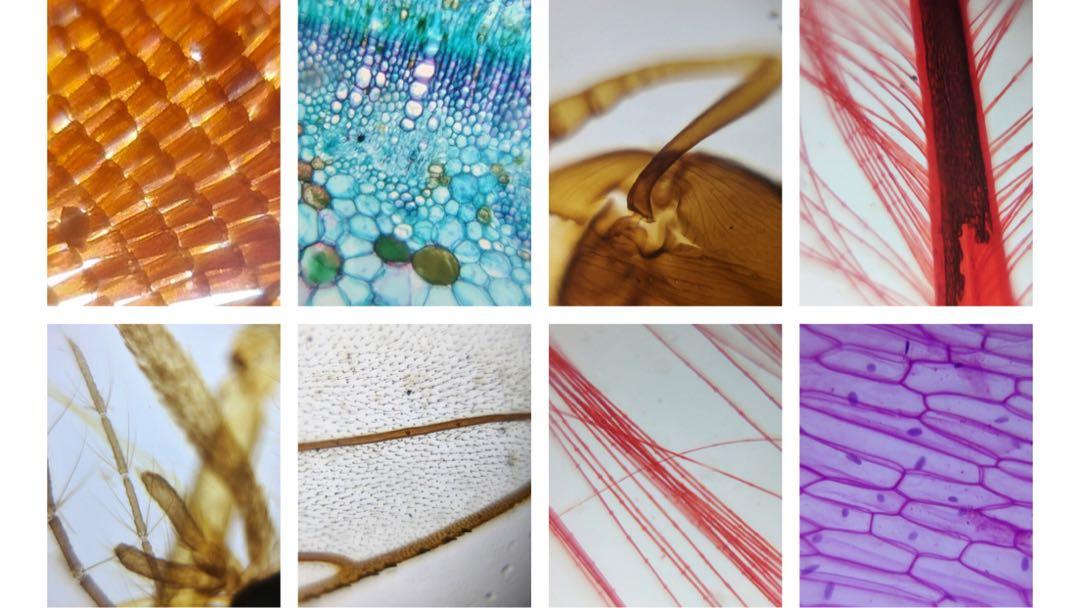 Paper Microscope, Everything Else, Others on Carousell