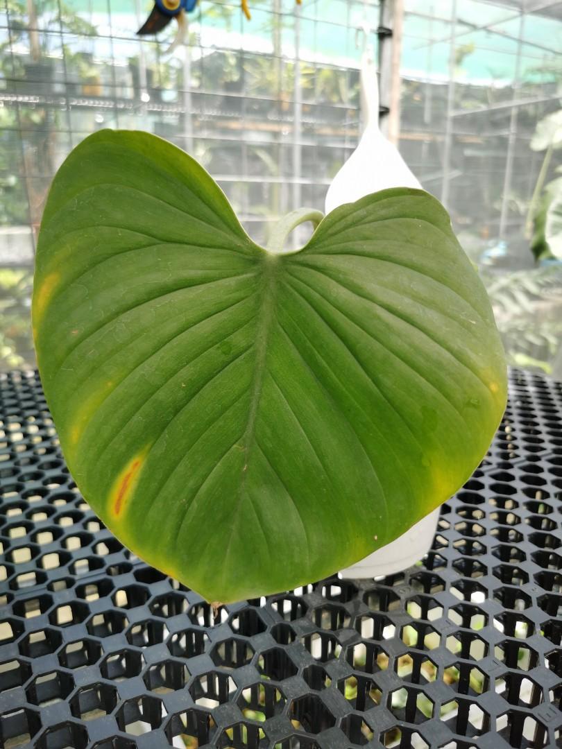 Philodendron Eximium, Furniture & Home Living, Gardening, Plants ...
