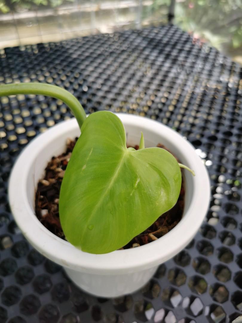 Philodendron Eximium, Furniture & Home Living, Gardening, Plants ...