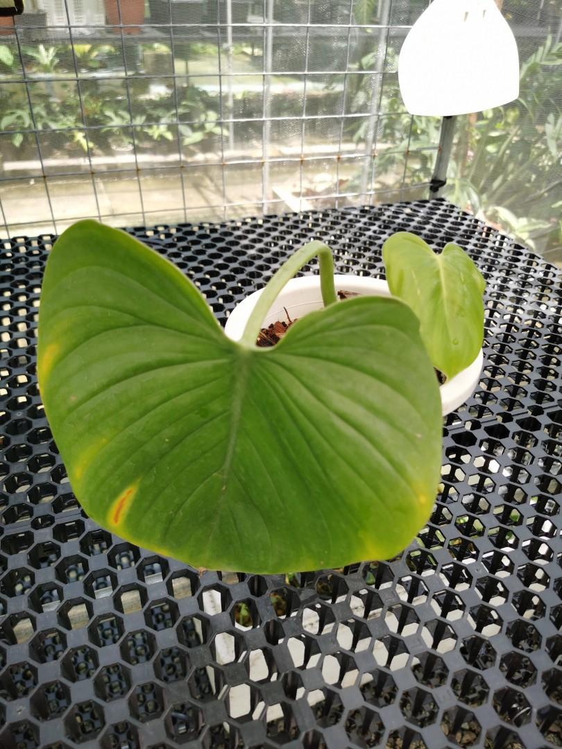 Philodendron Eximium, Furniture & Home Living, Gardening, Plants ...