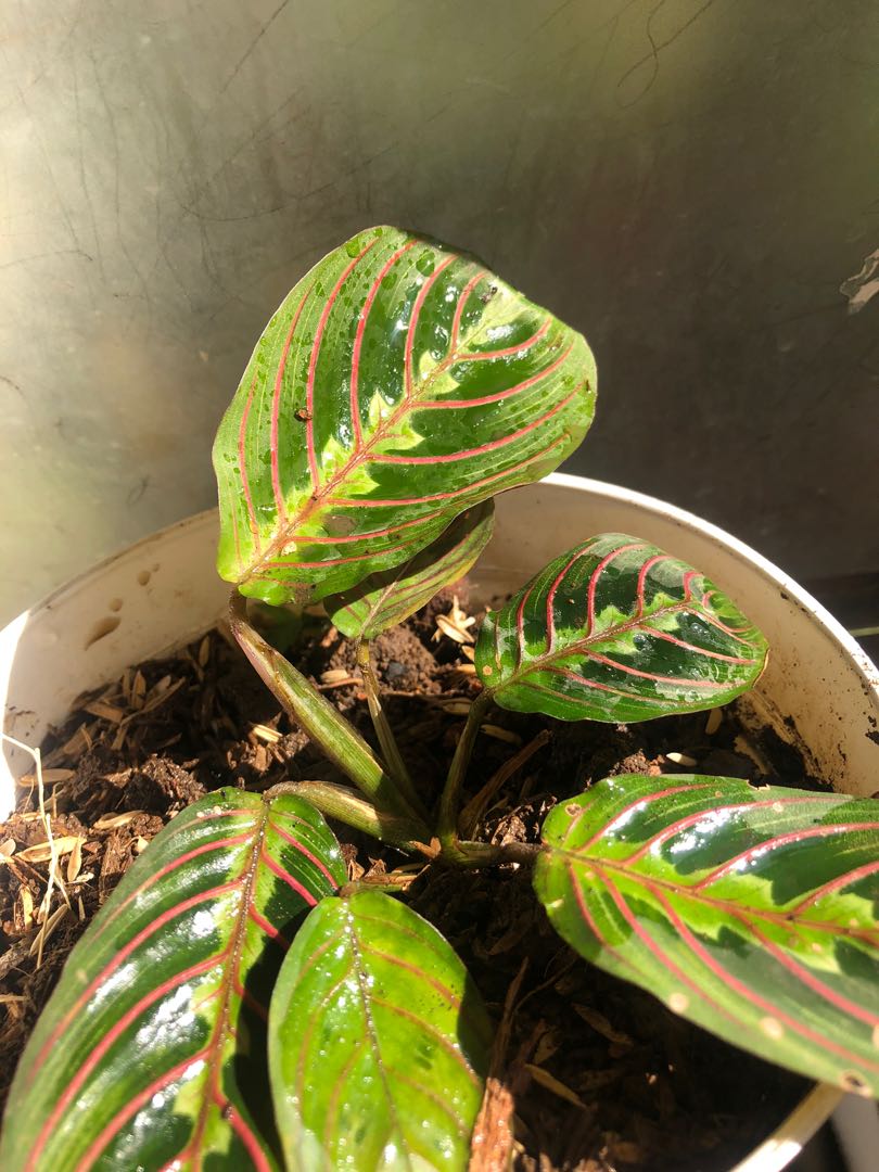 Red Maranta Leuconeura, Furniture & Home Living, Gardening, Plants ...