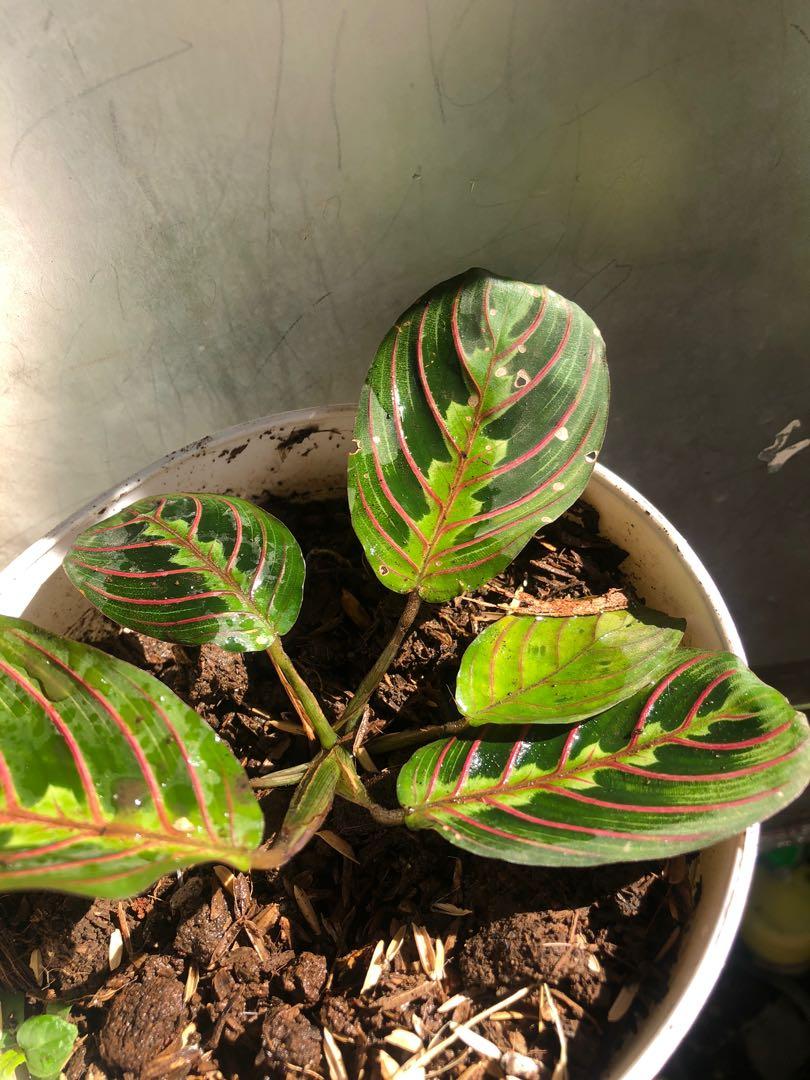 Red Maranta Leuconeura, Furniture & Home Living, Gardening, Plants ...
