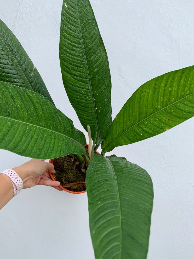 Philodendron campii ‘Lynette’, Furniture & Home Living, Gardening ...