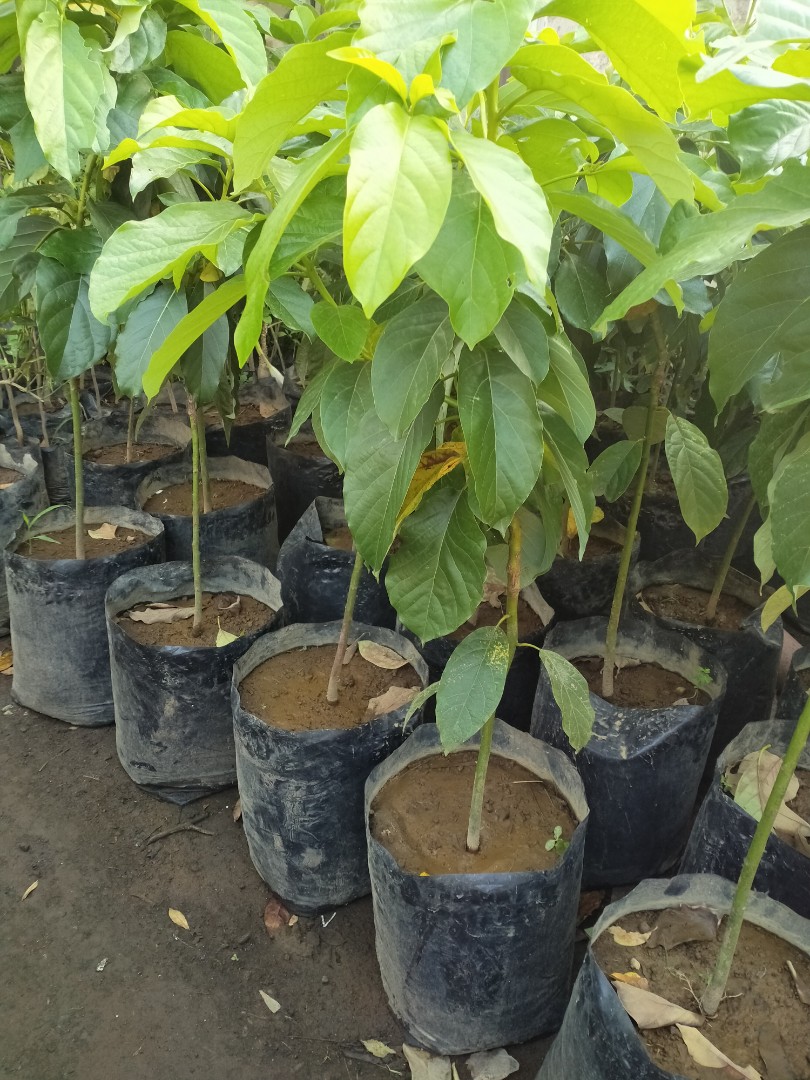 Avocado Cardinal, Furniture & Home Living, Gardening, Plants & Seeds on ...