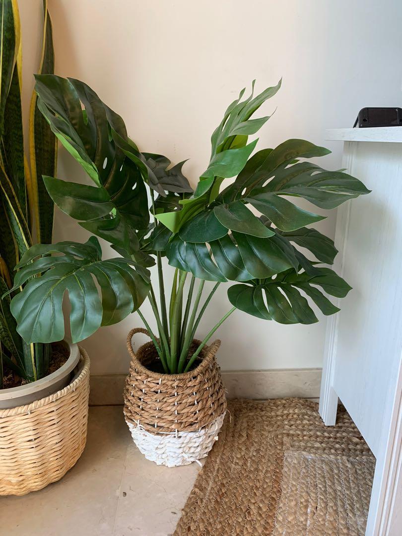 Faux Plant from Hooga, Furniture & Home Living, Gardening, Plants ...