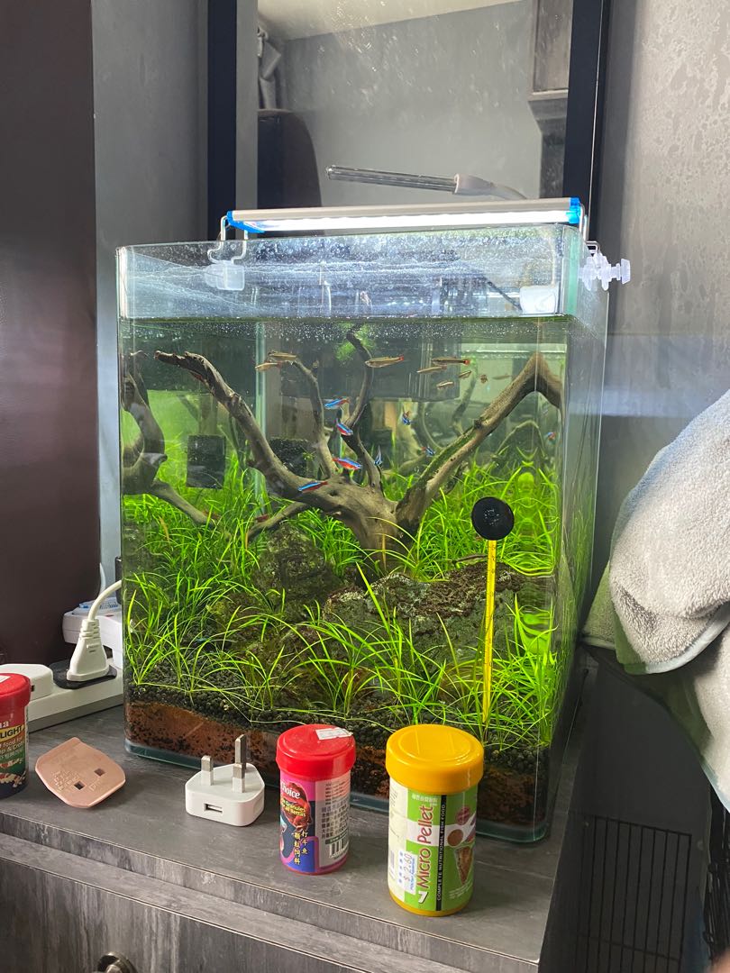 Free fish tank, Pet Supplies, Homes & Other Pet Accessories on Carousell