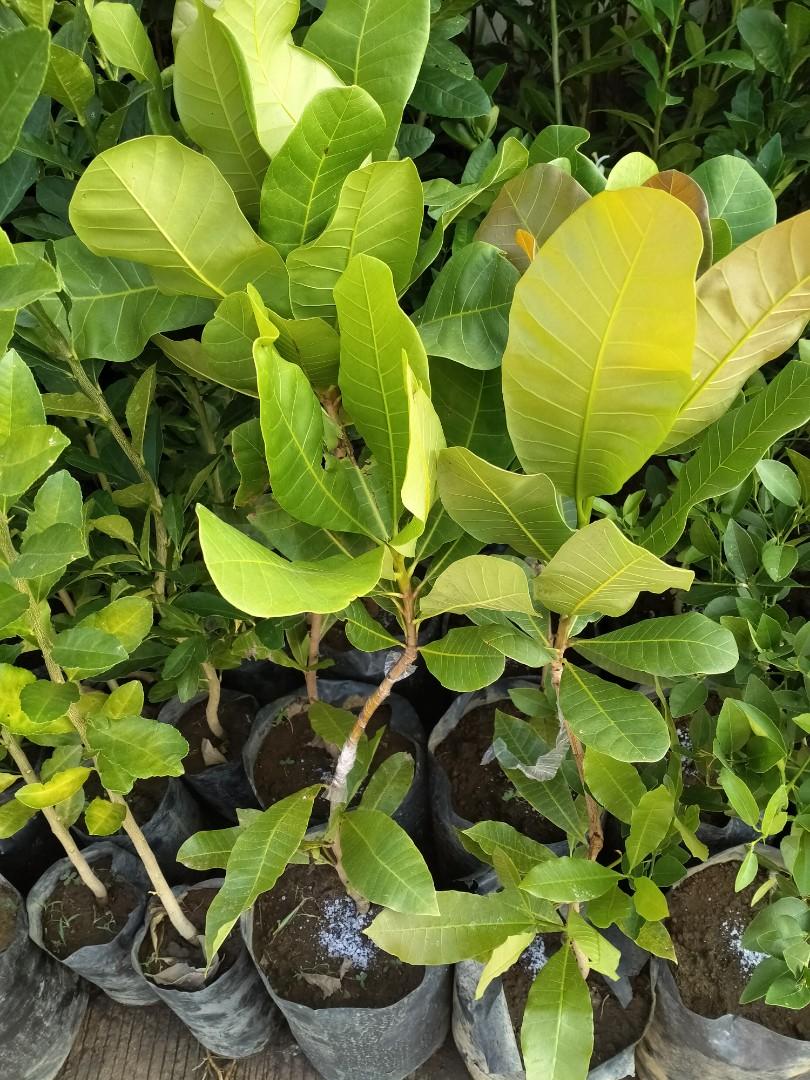 Grafted kasoy.(cashew), Furniture & Home Living, Gardening, Plants ...
