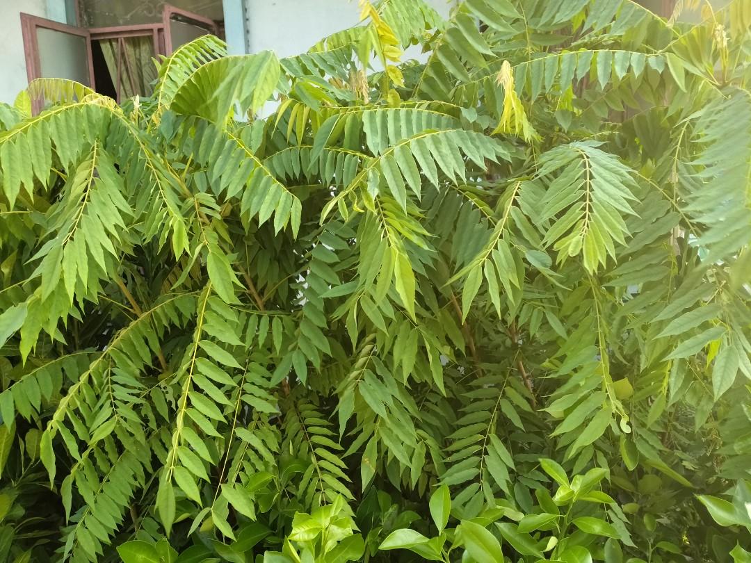 Kamias(kalamyas), Furniture & Home Living, Gardening, Plants & Seeds on ...