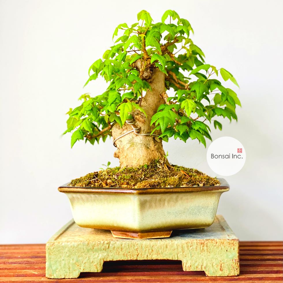 B*Inc Japanese Kaede Maple Bonsai, Furniture & Home Living, Gardening ...
