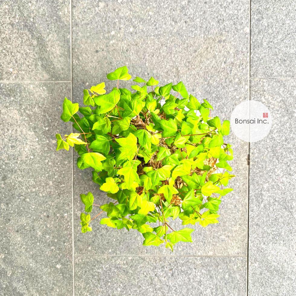 B*Inc Japanese Kaede Maple Bonsai, Furniture & Home Living, Gardening ...