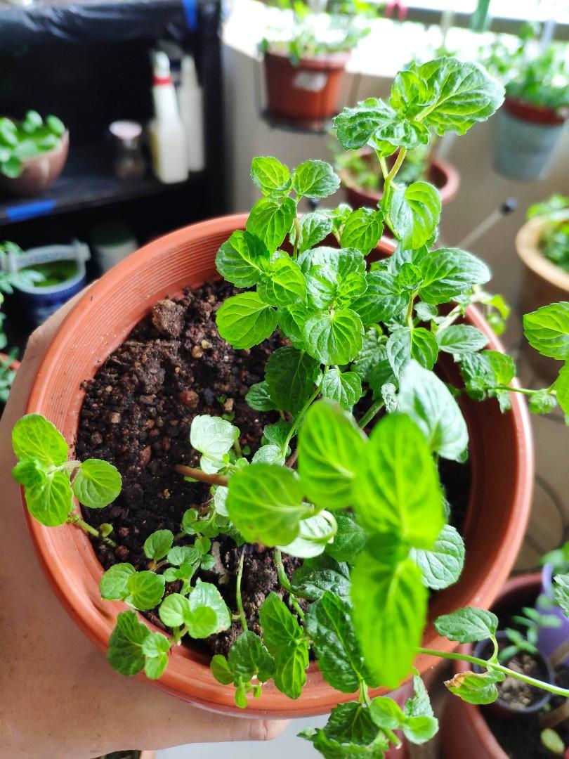 Curly mint in organic soil, edible plant, Gardening, Plants on Carousell