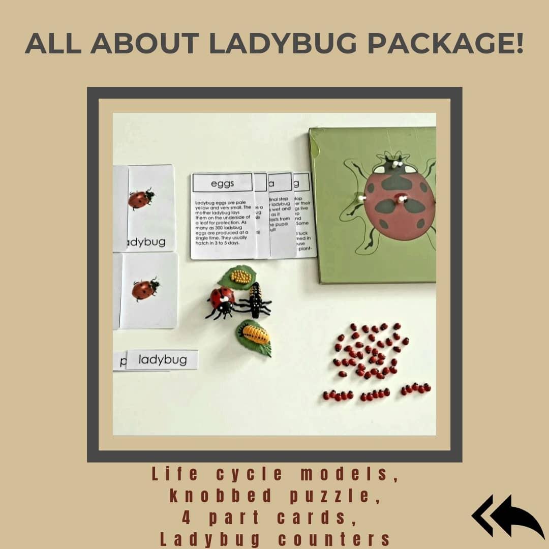 Montessori all about LADYBUG/ CHICKEN/ Spider / MOSQUITO / SNAIL ...