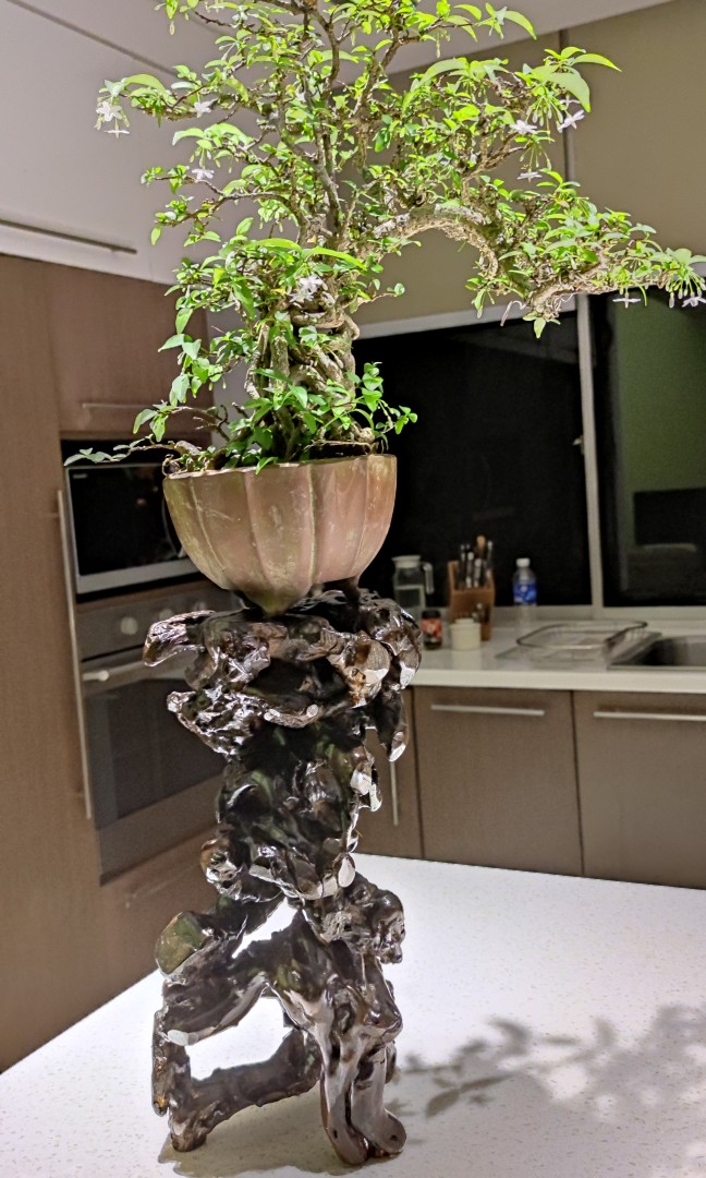 Tree root stand, Women's Fashion, Jewelry & Organisers, Precious Stones ...