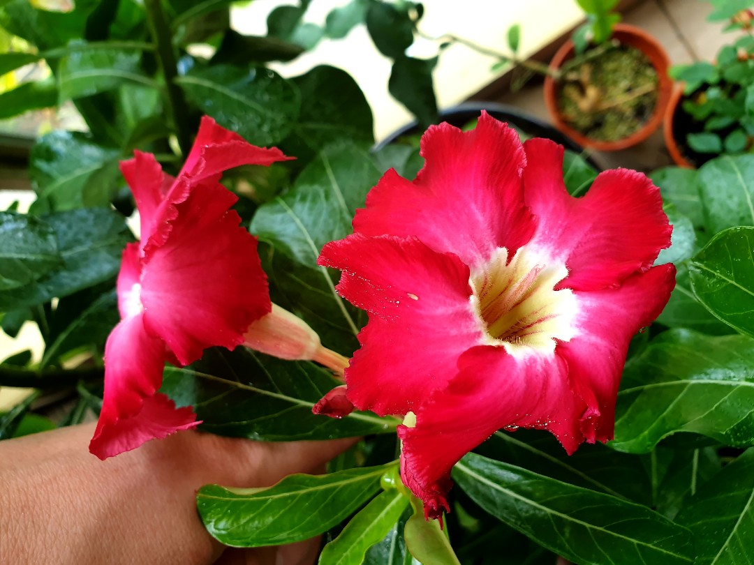 Adenium (LARGE Caudex) in Ceramic Pot, Furniture & Home Living ...