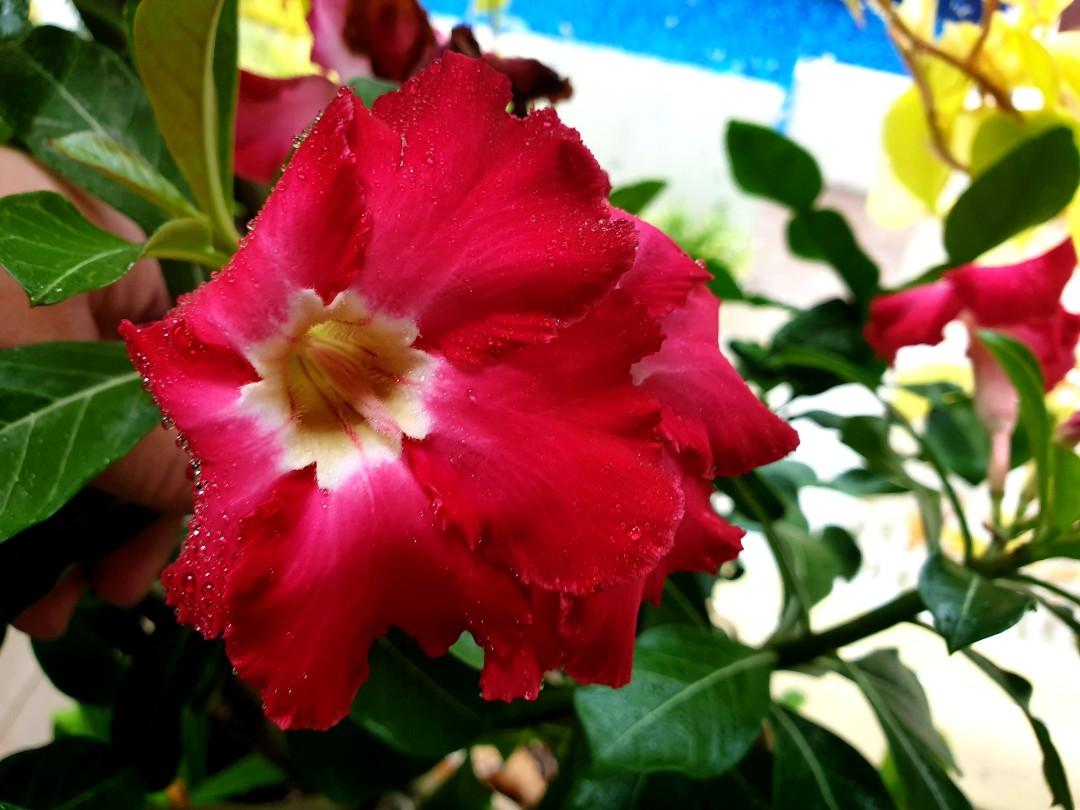 Adenium (LARGE Caudex) in Ceramic Pot, Furniture & Home Living ...