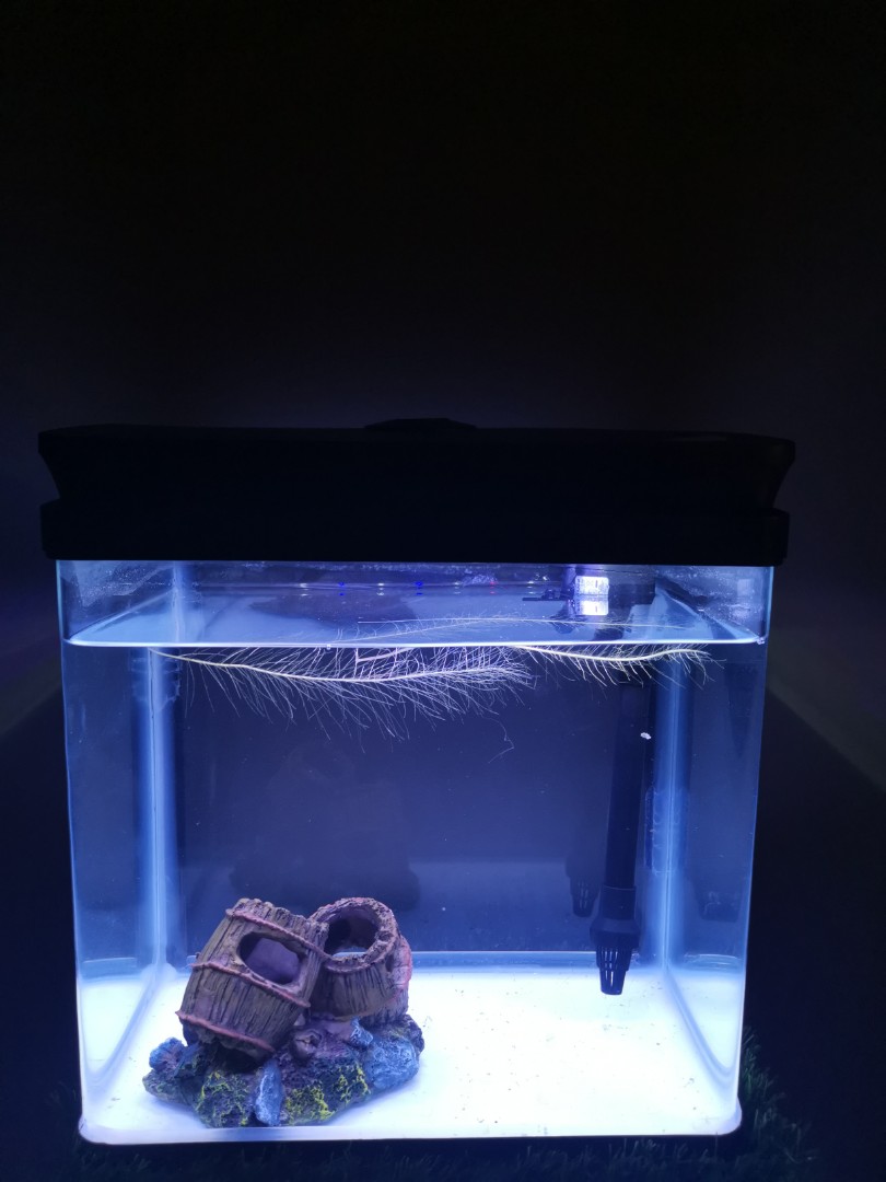 Fish tank curve 3 in 1, Pet Supplies, Homes & Other Pet Accessories on ...