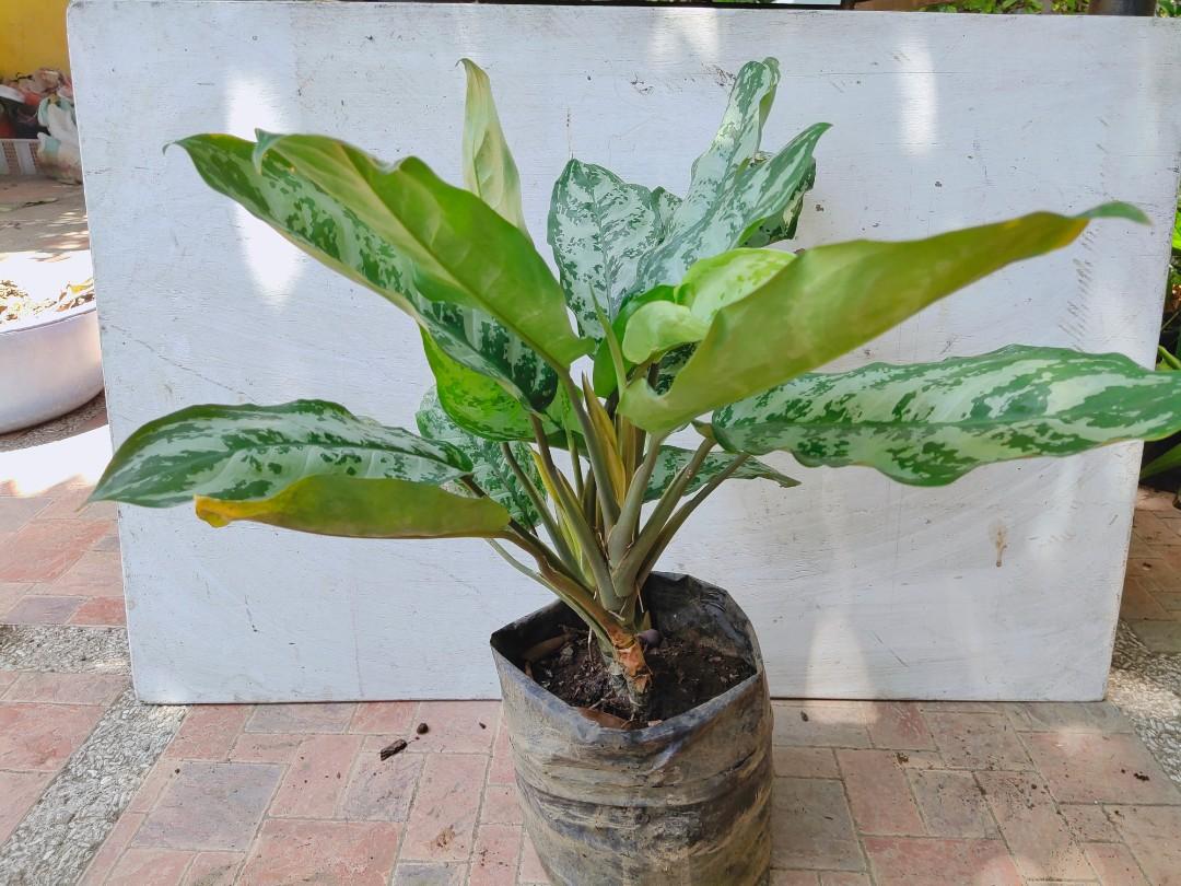 Aglaonema Silver King Indoor Plant, Furniture & Home Living, Gardening ...