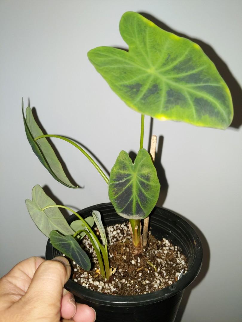Colocasia Illustris, Furniture & Home Living, Gardening, Plants & Seeds ...