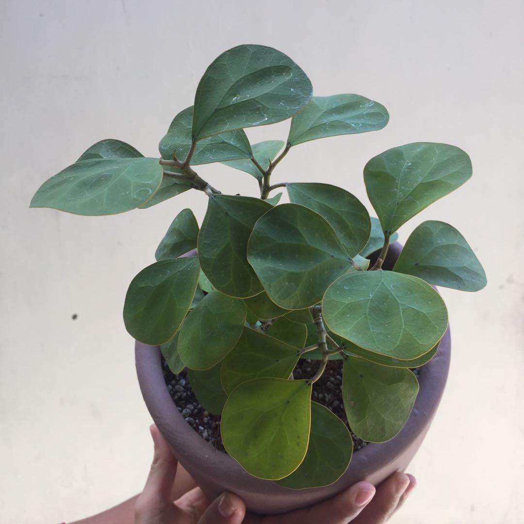 Ficus Deltoidea Gold Form (Mistletoe Fig), Furniture & Home Living ...