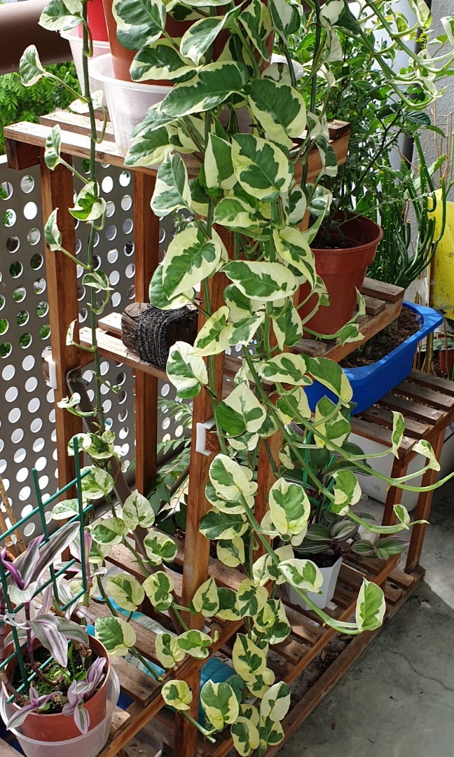 Long trailing Njoy Pothos, Furniture & Home Living, Home Decor ...