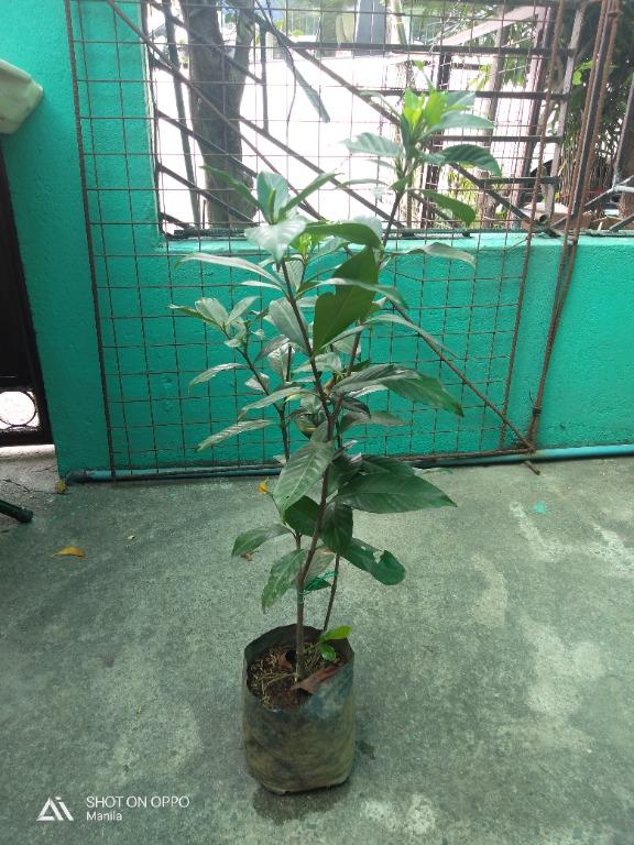 Rosal Plant (Big), Furniture & Home Living, Gardening, Plants & Seeds ...