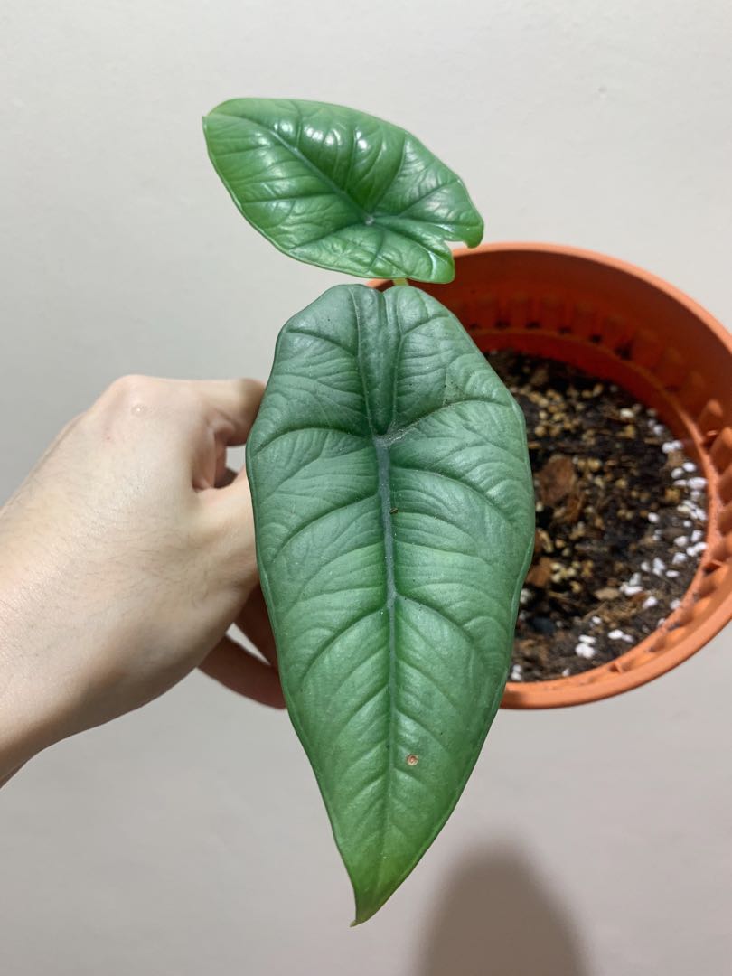 (Rare) Alocasia Bisma, Furniture & Home Living, Gardening, Plants ...