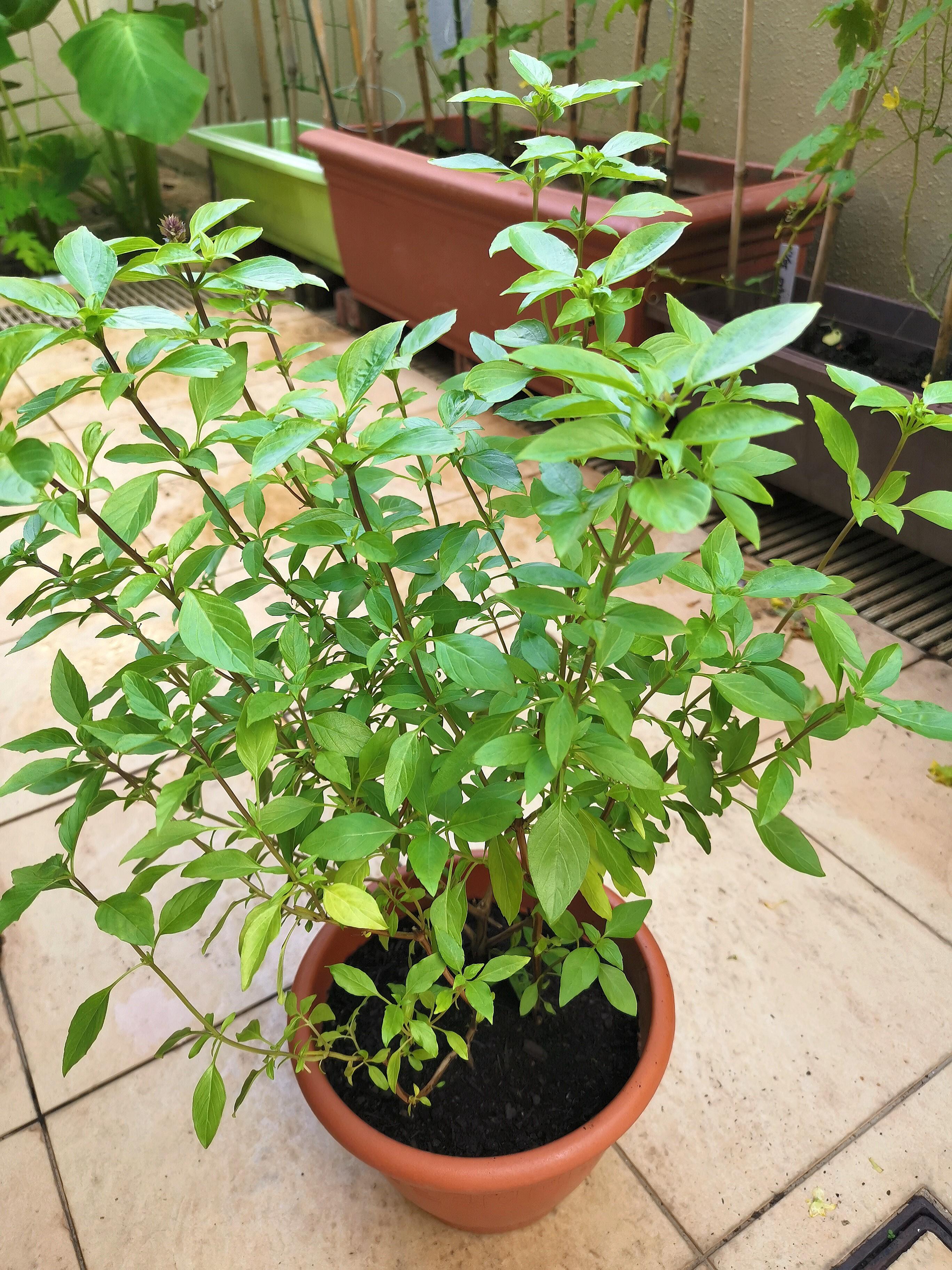 Greek Columnar Basil Live Herb Plants Best Herbs For Herb, 46% OFF