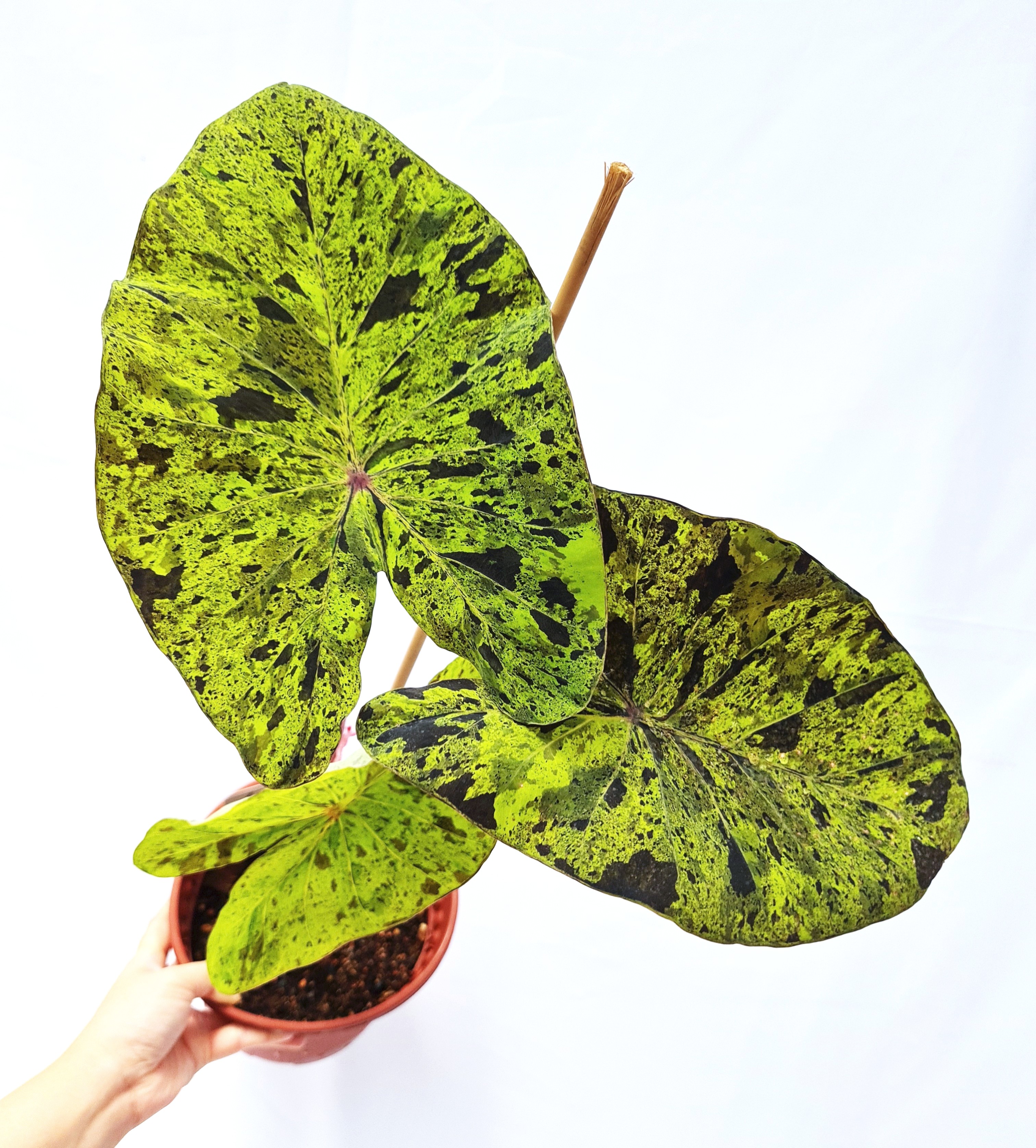 Colocasia Mojito, Gardening, Plants on Carousell