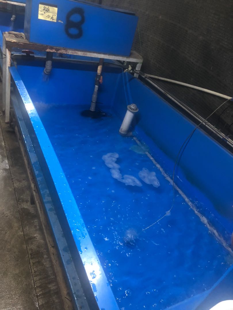 Fiberglass tank 4.5m x 1.3m x 0.6m, Pet Supplies, For Fish, Fish Tank ...
