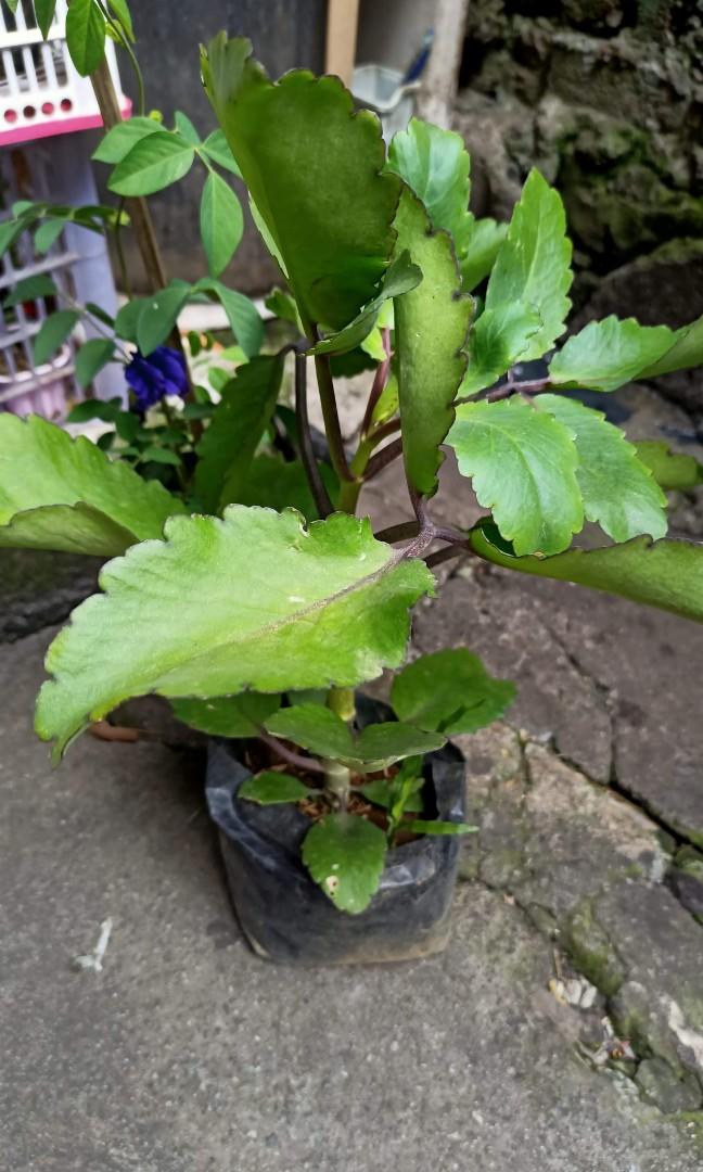 Katakataka plant, Furniture & Home Living, Gardening, Plants & Seeds on ...