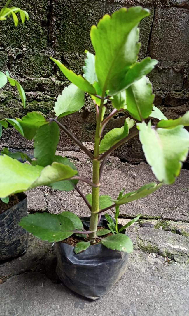 Katakataka plant, Furniture & Home Living, Gardening, Plants & Seeds on ...