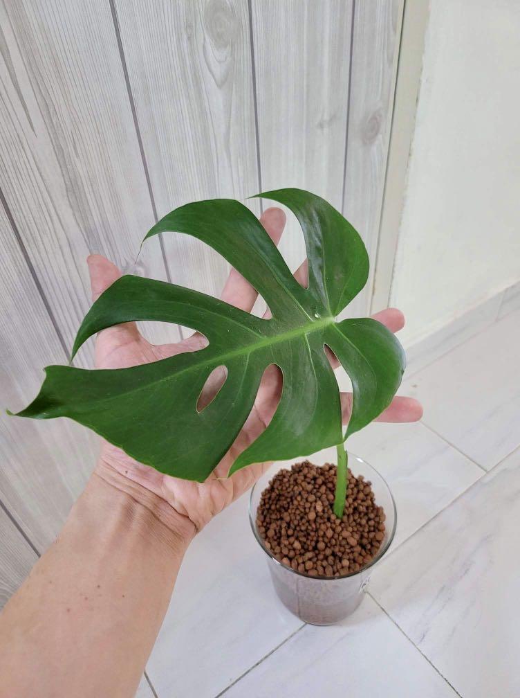 Monstera Compacta Cutting, Furniture & Home Living, Gardening, Plants ...