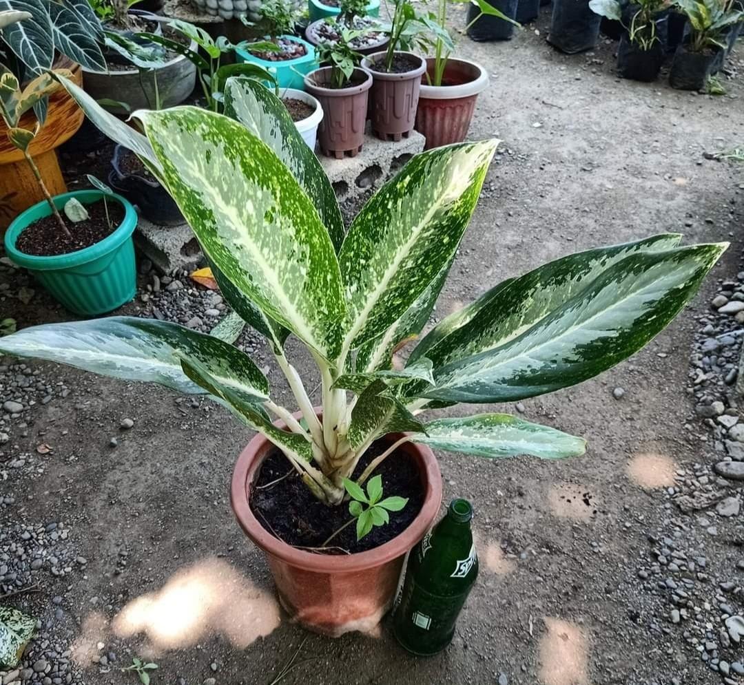 Aglaonema White Rain, Furniture & Home Living, Gardening, Plants ...