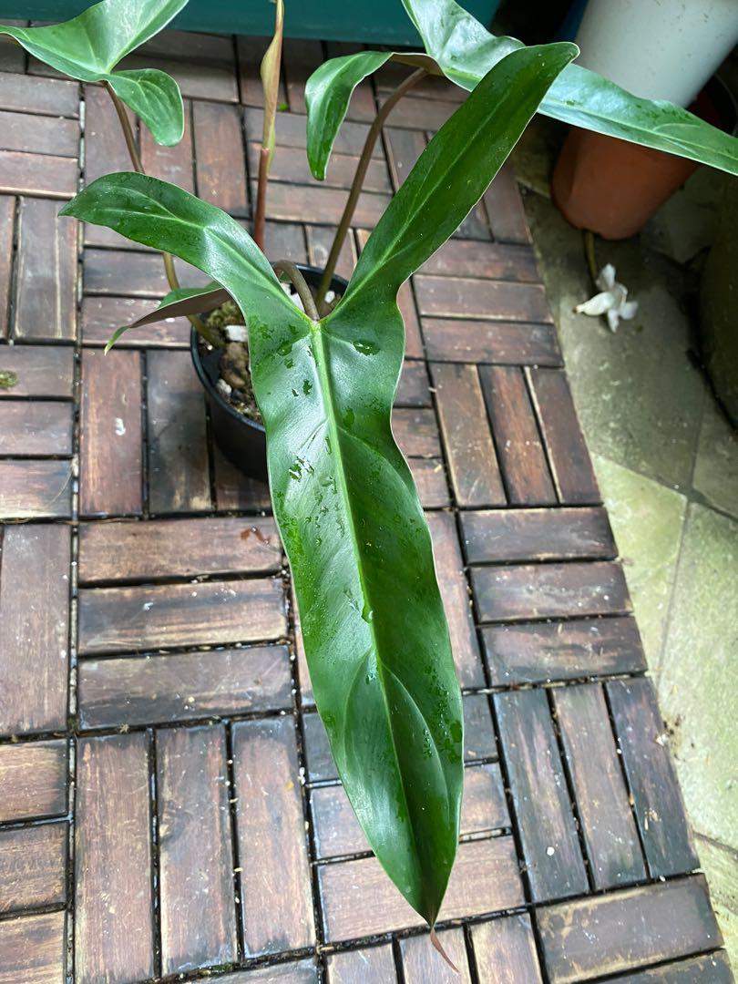 Philodendron Mexicanum (PM02), Furniture & Home Living, Gardening ...